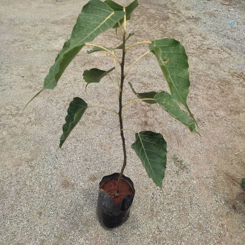 Pipal Sacred fig in 3″ Growbag – Saniya Nursery