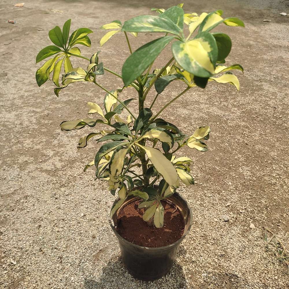 Schefflera / Dwarf umbrella tree suplera in 5 ” plastic pot – Saniya ...