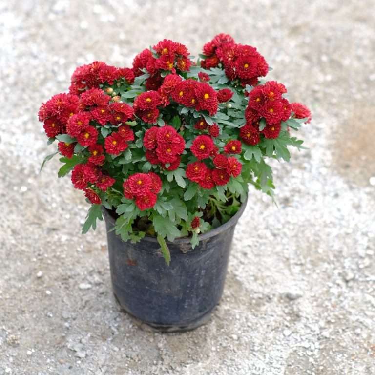 Flowering Plants – Saniya Nursery