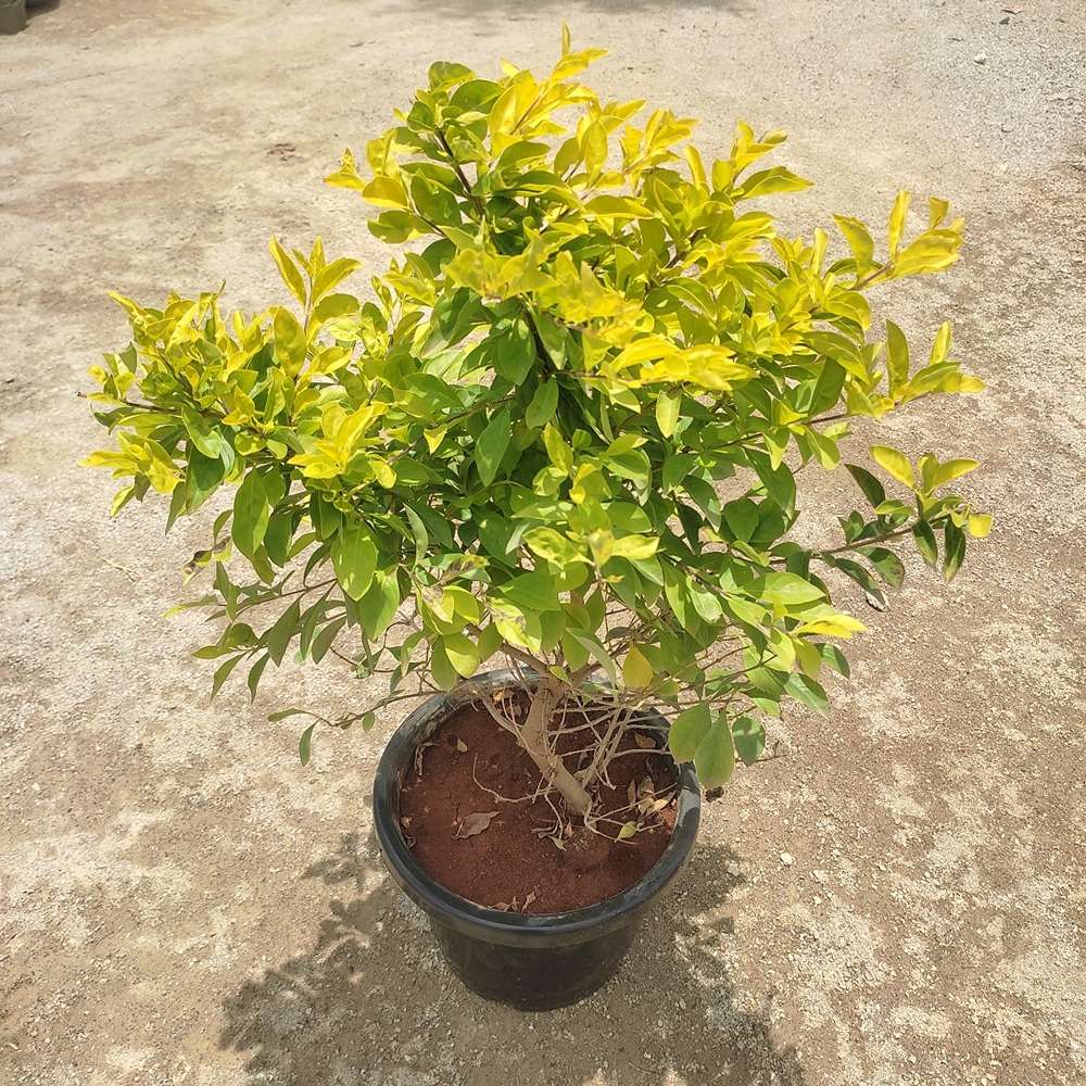 Duranta plant in 8″ plastic pot – Saniya Nursery