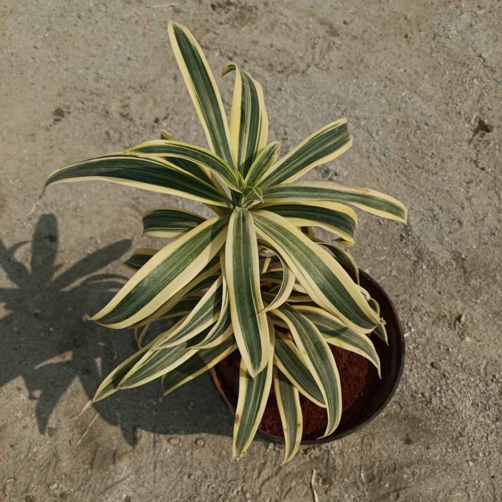 Song Of India Dracaena In 6 Inch Plastic Pot – Saniya Nursery