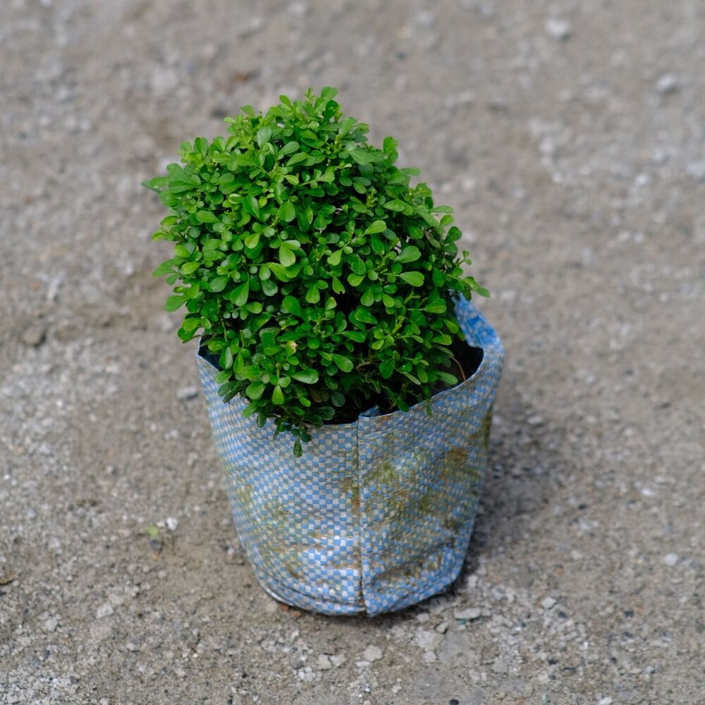 Common Box / Chinese Box Plant In 4 Inch Grow Bag – Saniya Nursery