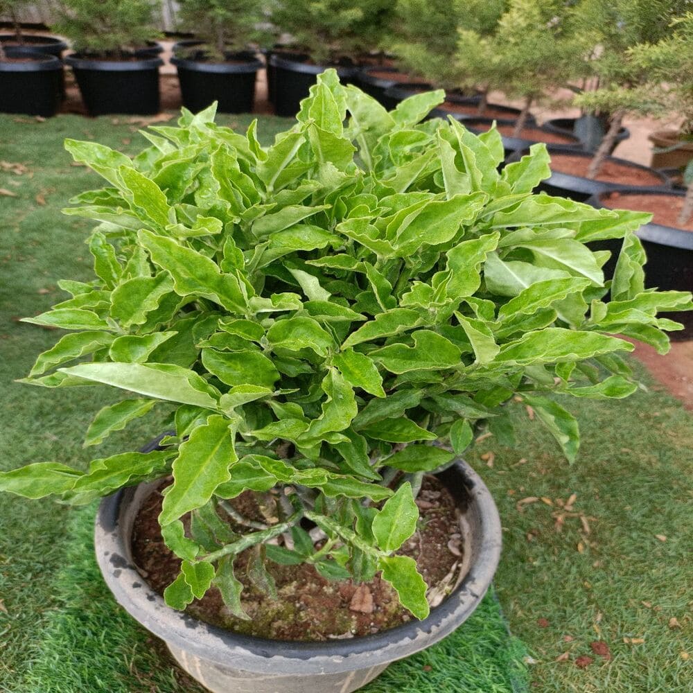 Patharchatta Kalanchoe Pinnata In 10 Inch Plastic Pot – Saniya Nursery