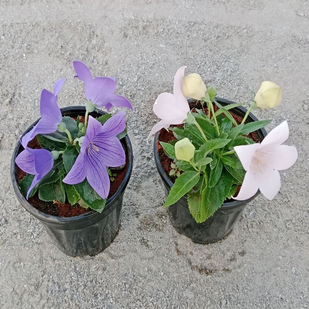 Set of 2 Fancy Flower / Platycodon Grandiflorus In 5 Inch Plastic Pot ...